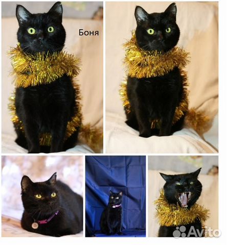 Невероятно крупный котяра, толстун, медвежонок