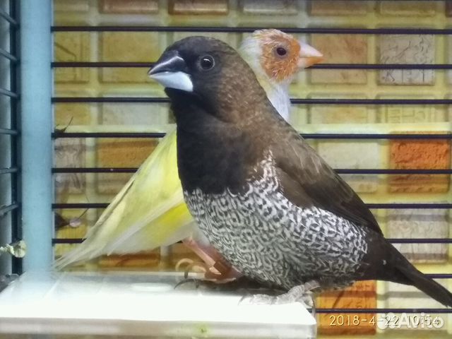 Японские амадины