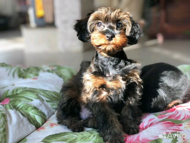 Щенки петербургской орхидеи