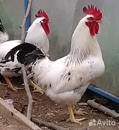 Петух адлерский серебристый