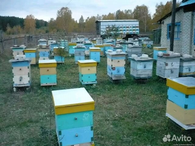 Продаются пчелосемьи