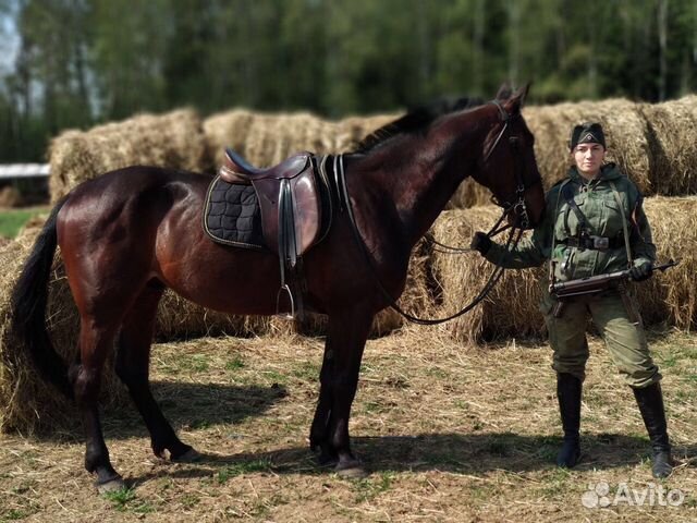Русский рысак