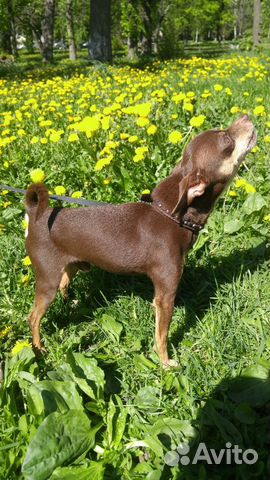 Кабель той терьера для вязки