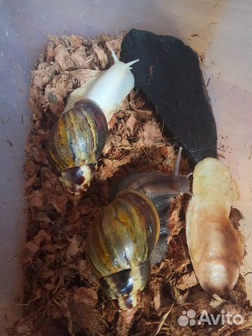 Улитки ахатины даром в добрые руки