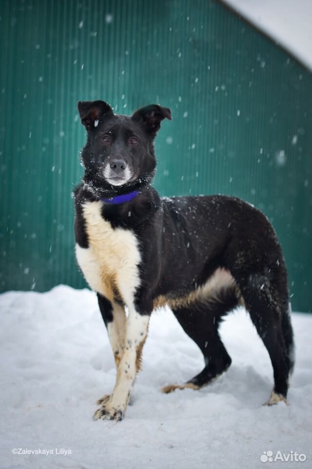 Черноокая красавица в белых перчатках