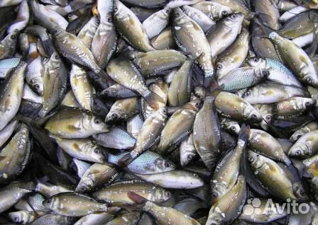 Малек карпа