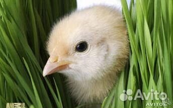 Бройлеры кобб500