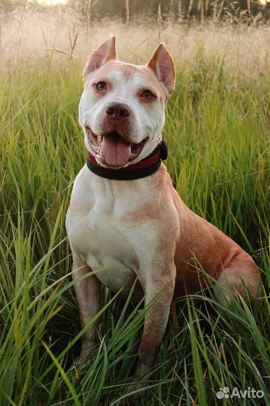 Персиковый стафф в добрые руки