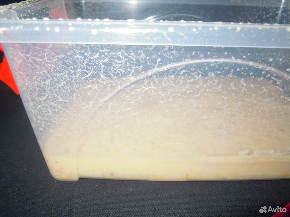 Нематода, энхитреус, аулофорус