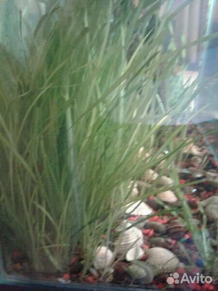 Растения для аквариума