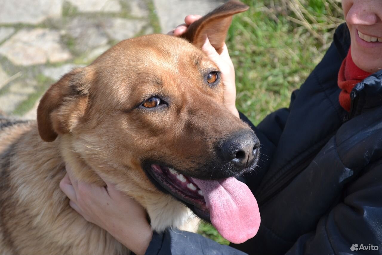 Собака Роза