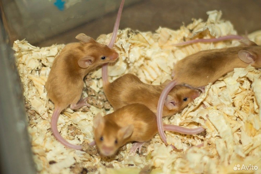 Красные сатиновые декоративные мыши