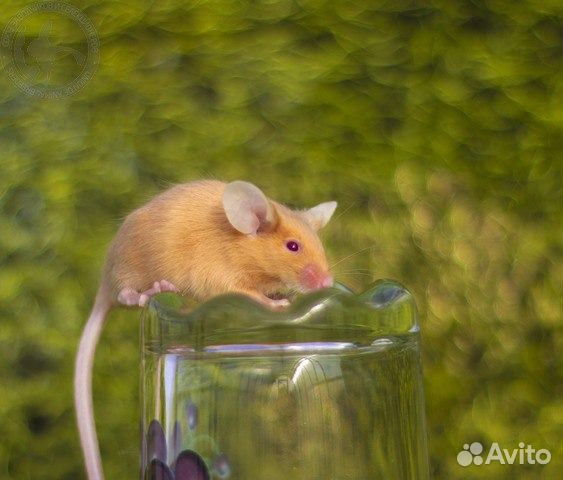 Мышонок мальчик желтый сатиновый длинношерстный