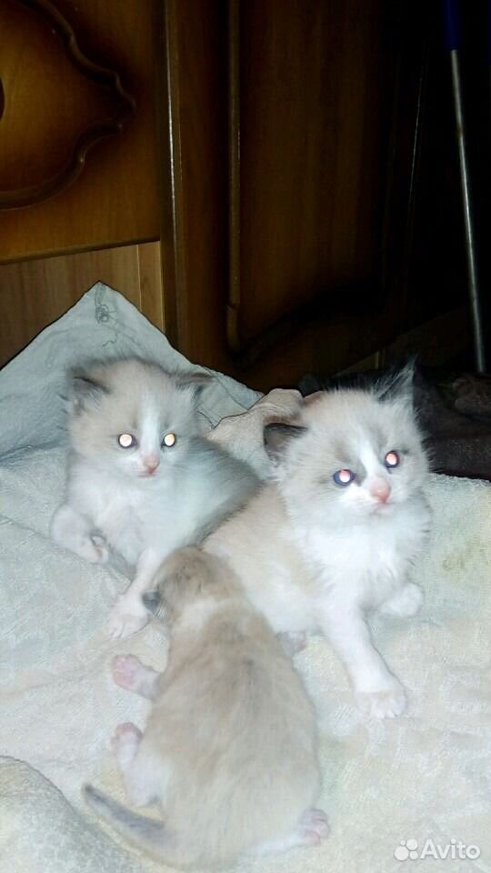 Ясельные рэгдоллчики