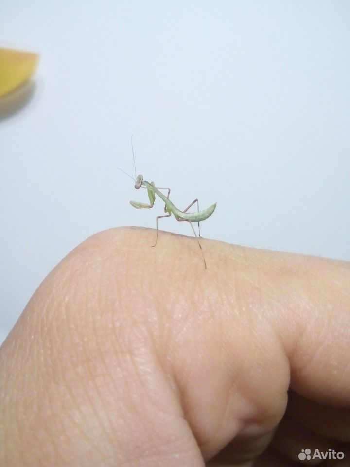 Индийский древесный богомол