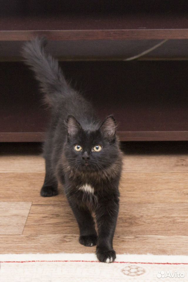 Котенок в добрые руки