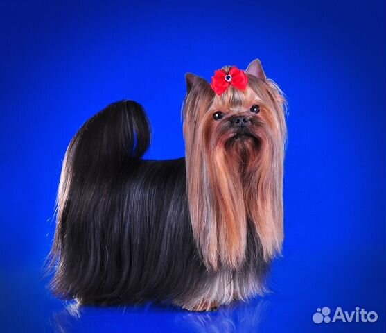 Дипломированный кобель йорк для вязки