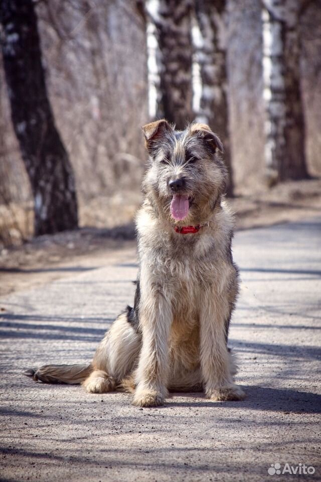 Щенок терьер Пуля в добрые руки