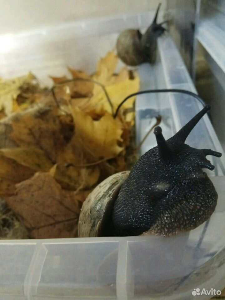 Улитка Архи Маргината Маргината F1