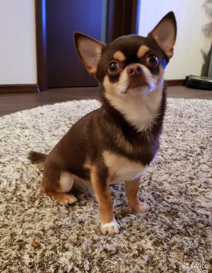 Чихуахуа на вязку