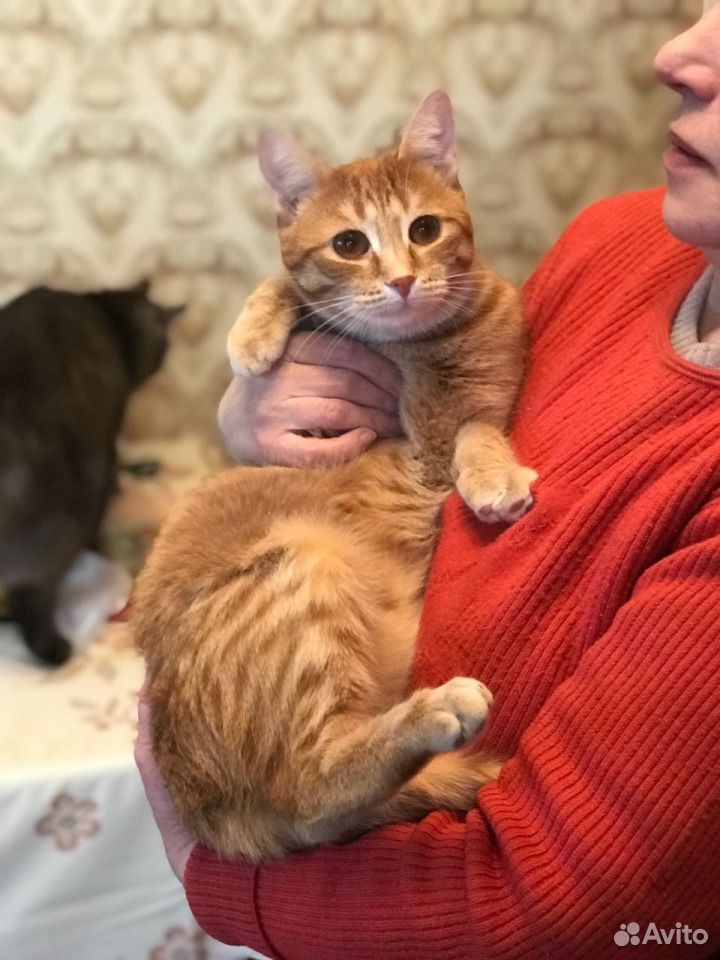 Солнечный котофеич Степашка