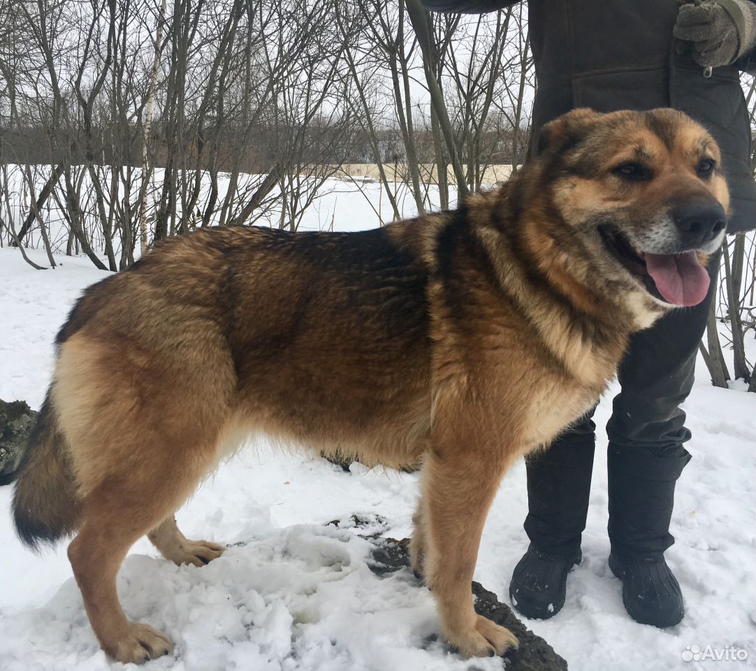 Крупная обнимательная молодая собака ищет хозяина