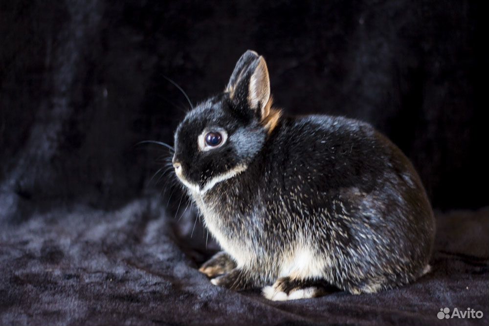 Ромми, кролик миниатюрный Минор