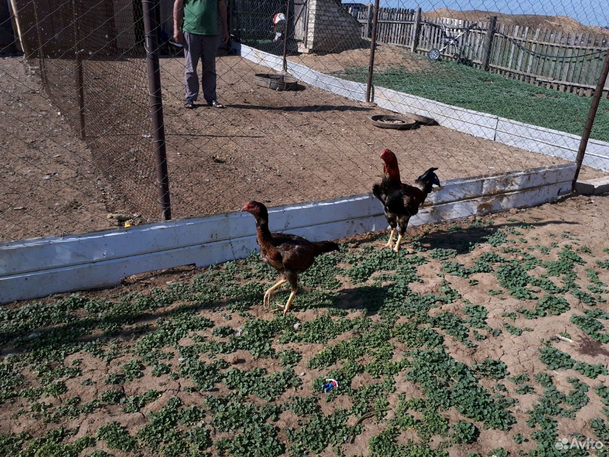 Байцовый петух и курица