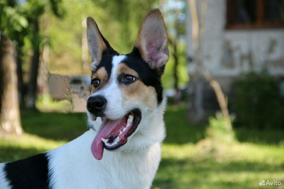 Красавец щенок подросток в добрые руки