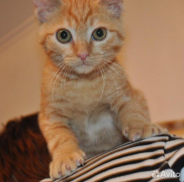 Рыжик хочет домой