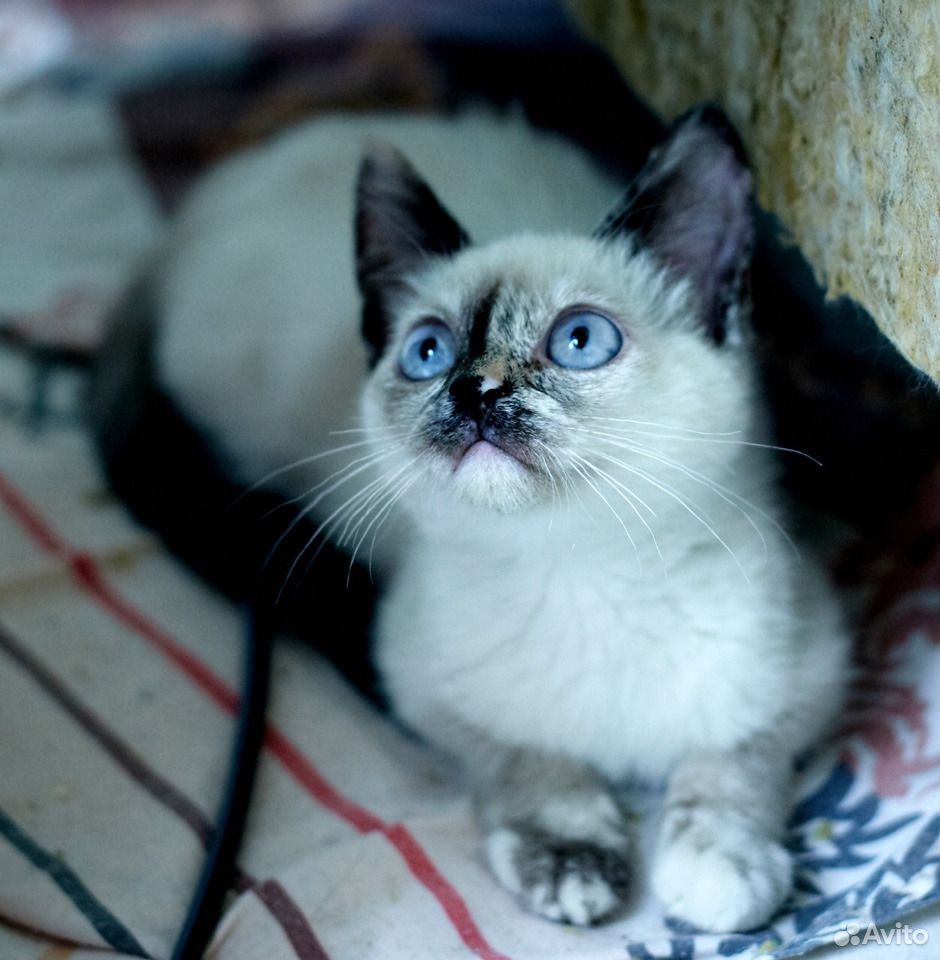 Котенок