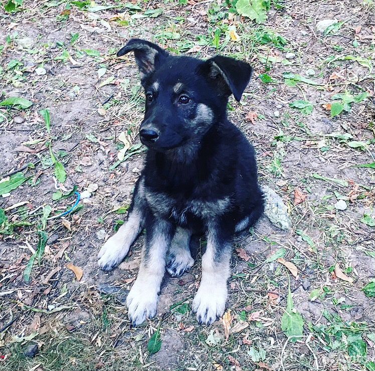 Щеночки в добрые ручки