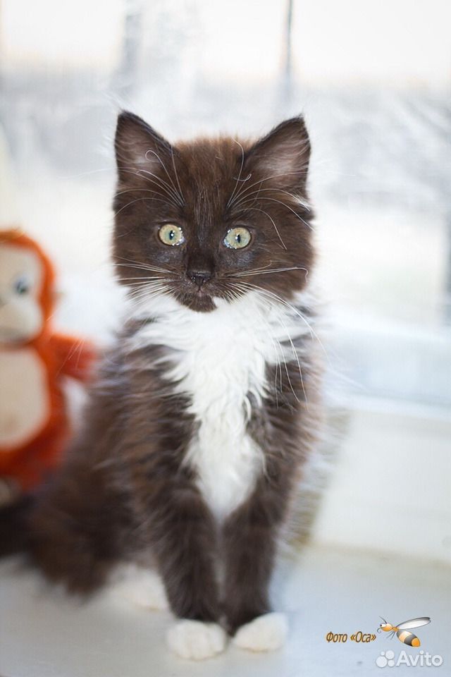 Котенок в дар