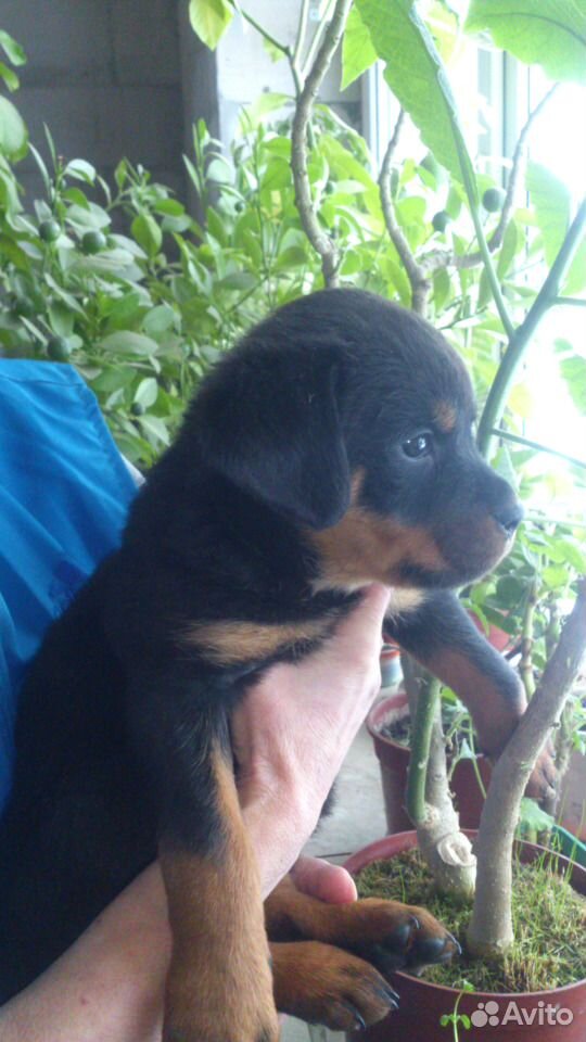 Щенок ротвейлера