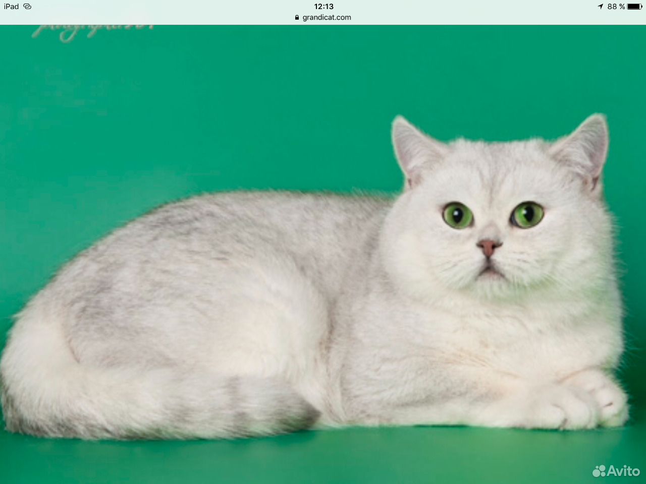 Котята от международного чемпиона с документами