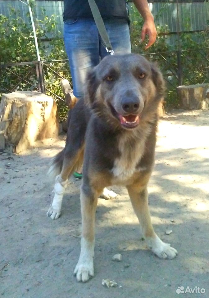 Собака в хорошие руки