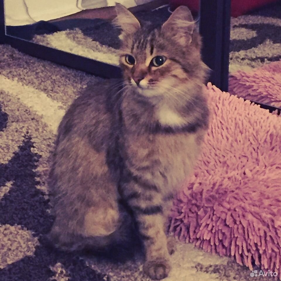 Отдам котёнка в добрые руки