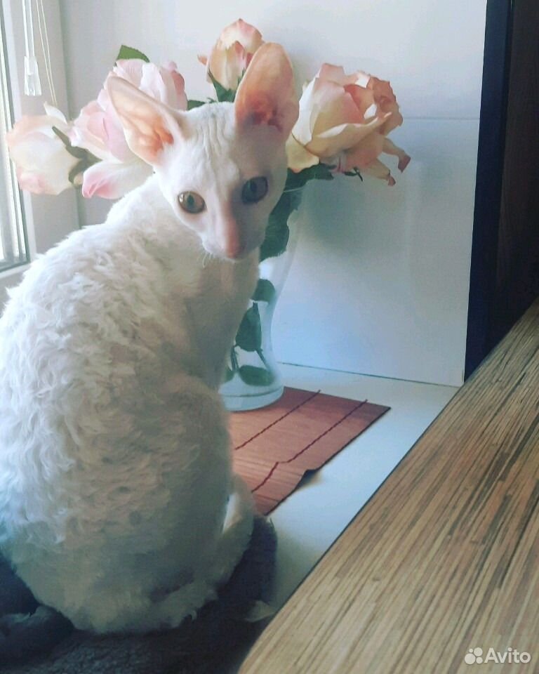 Кудряшки корнишата на лето
