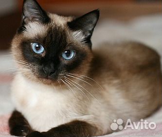 Отдам в добрые руки