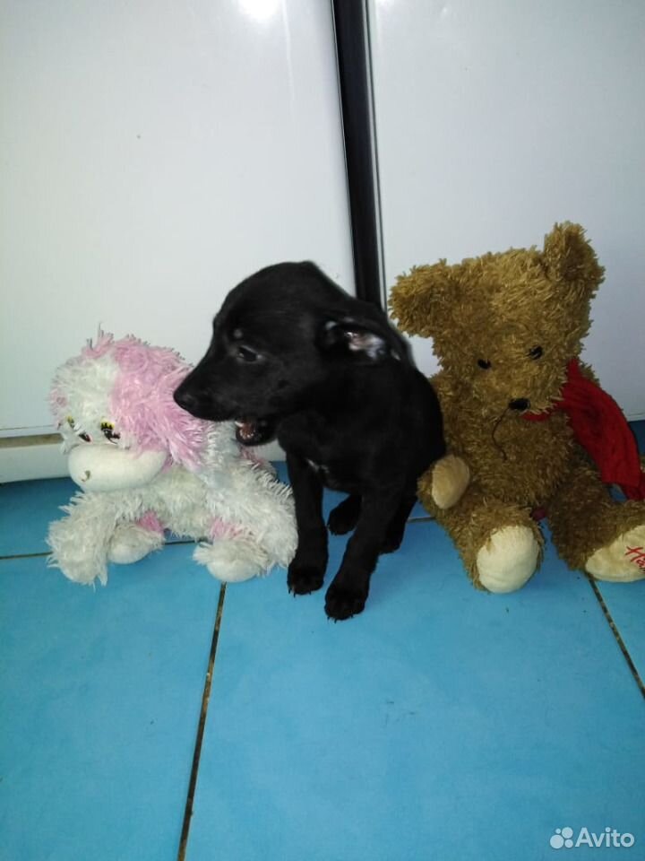 Щенки очень маленькие