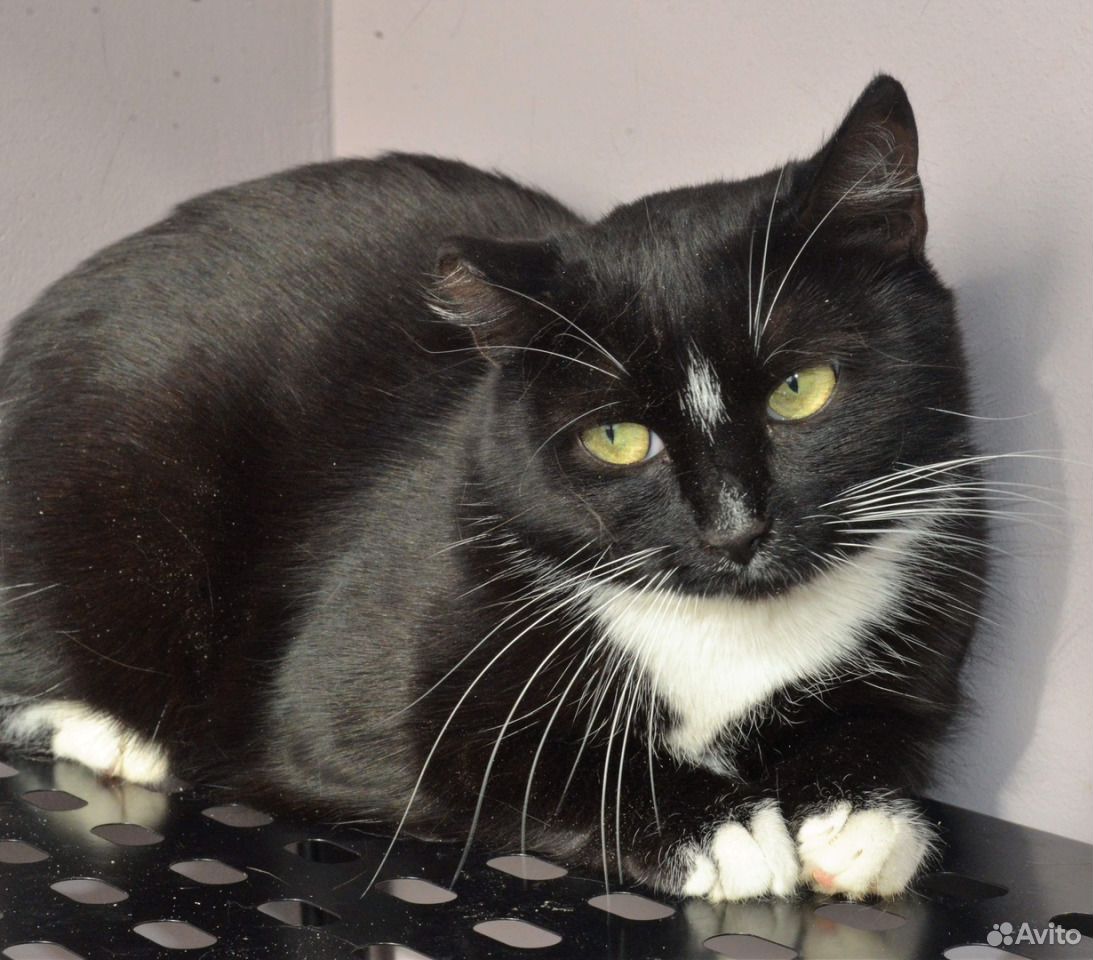 Мурыся ищет дом