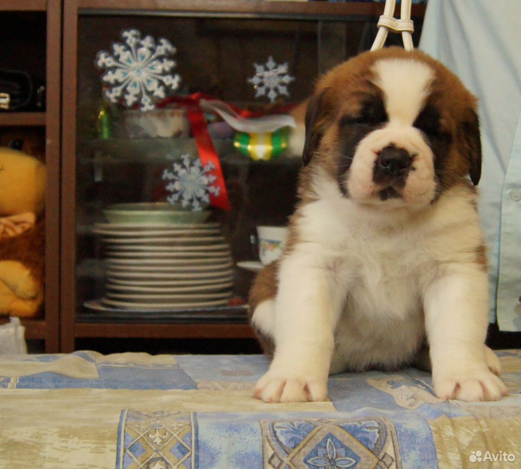 Короткошерстного сенбернара щенки