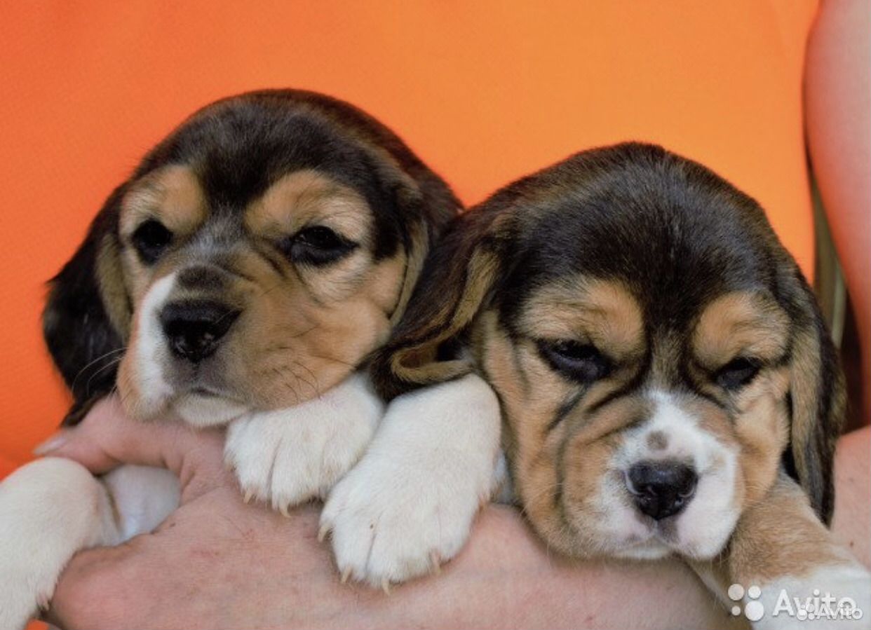 Биглята щенки