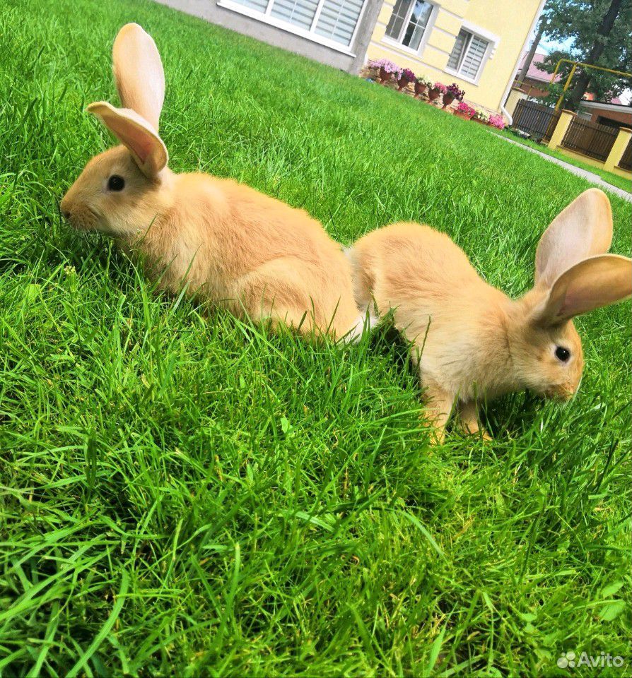 Племеной молодняк кроликов Немецкого Ризена