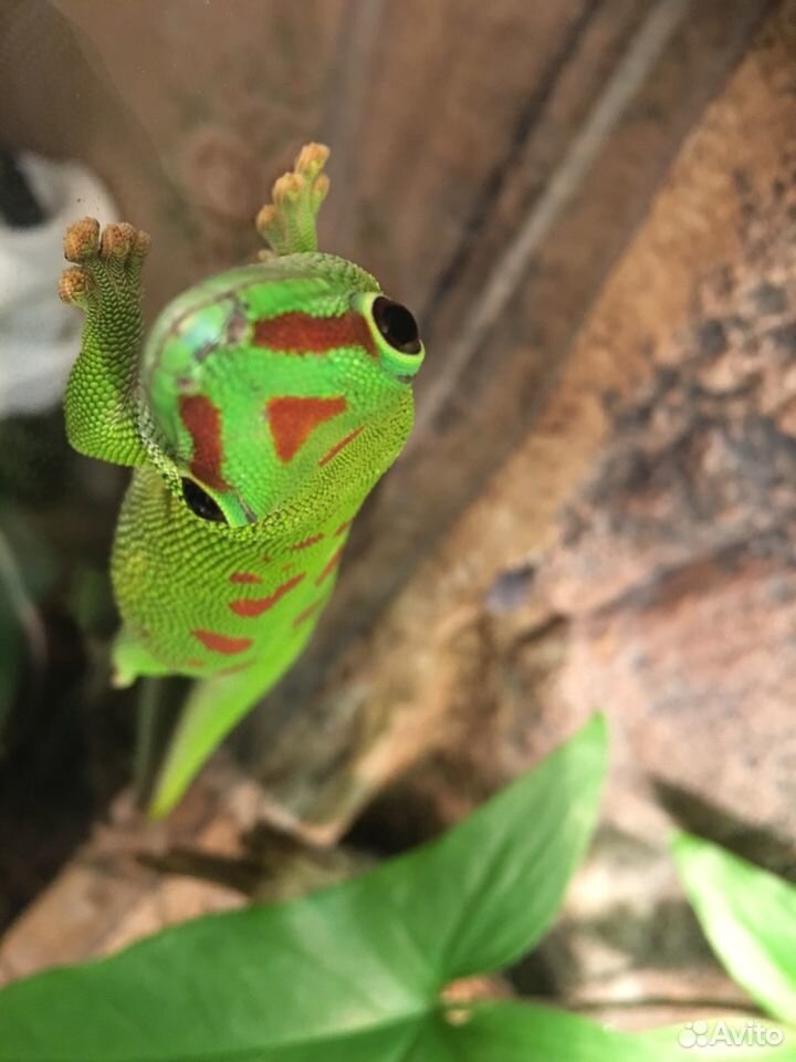 Фельзума грандис