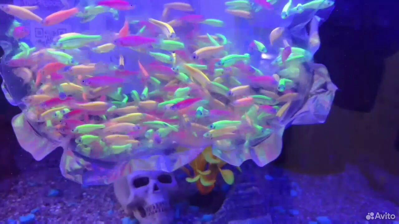 Данио Glo Fish от разводчика