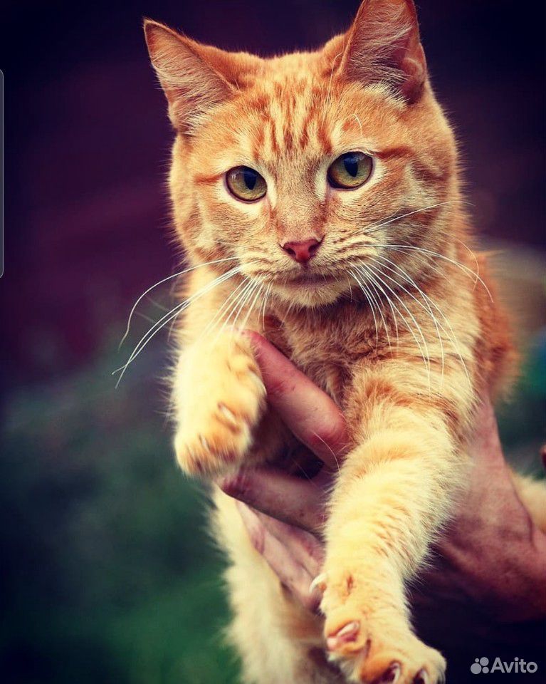 Кошка ищет дом