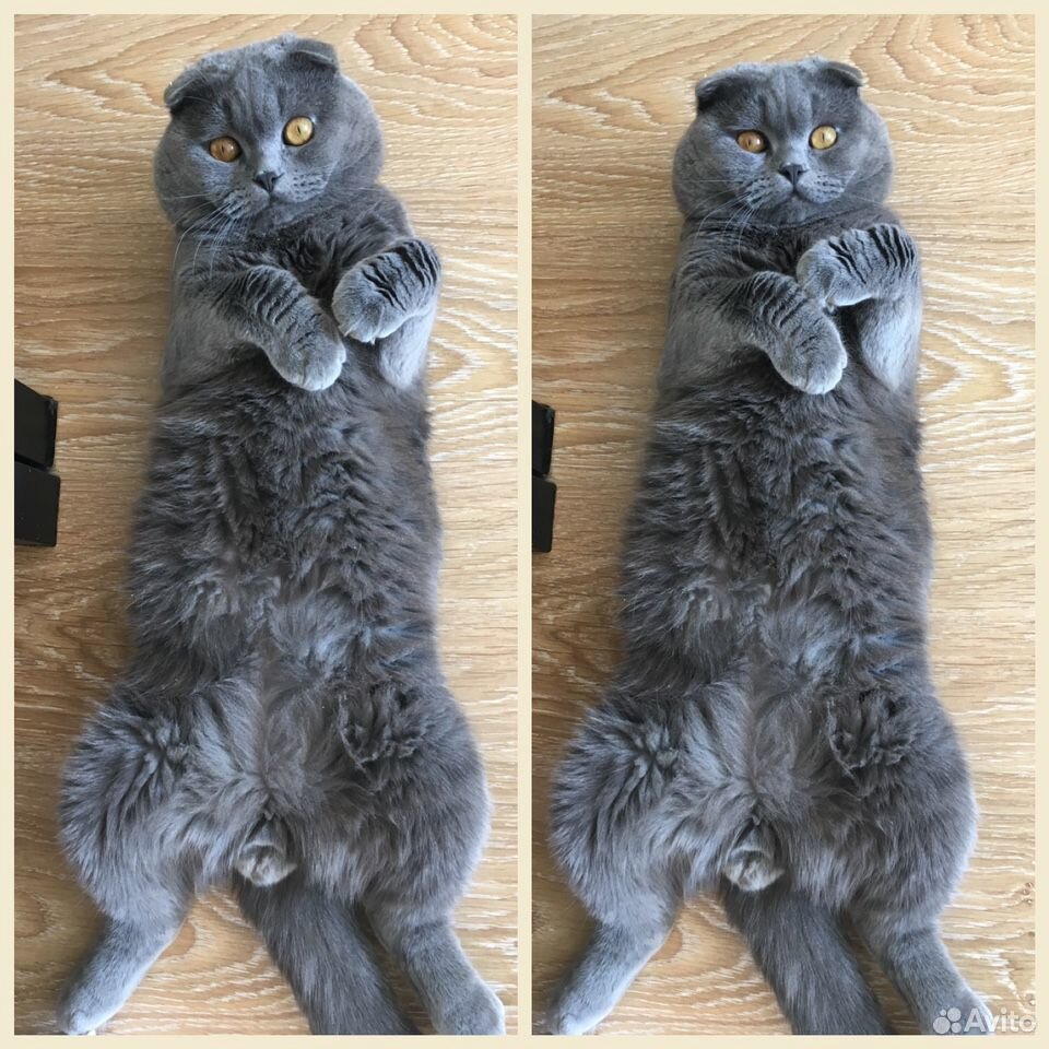 Вязка с вислоухим шотландцем