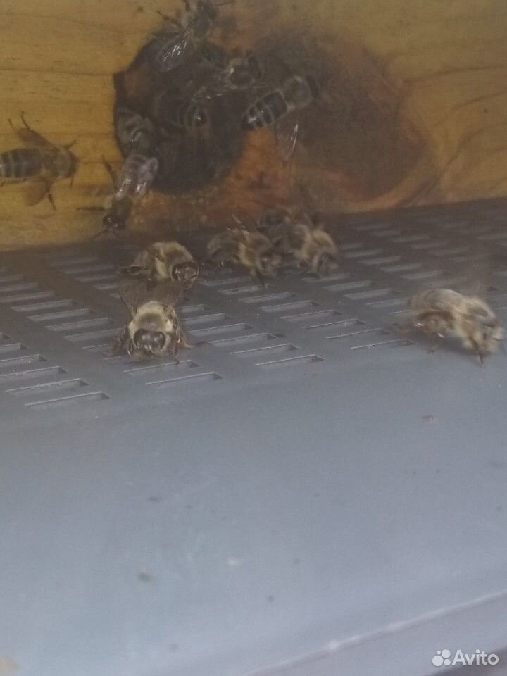 Рои среднерусских пчел