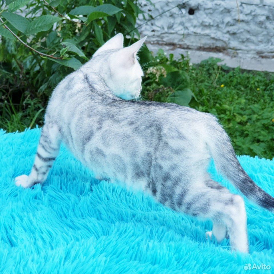 Бенгальские котята